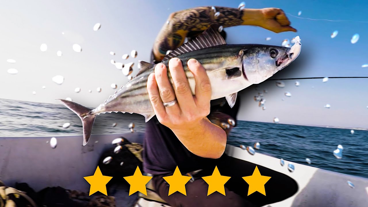 EPIC Palos Verdes Kelp Fishing | White Sea Bass, Sculpin, WIDE OPEN ...