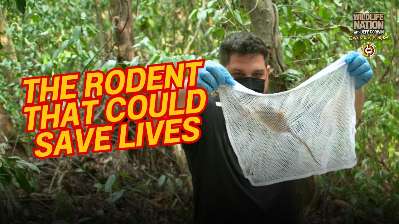 How the Key Largo Woodrat Might Help Cure Disease - YouTube