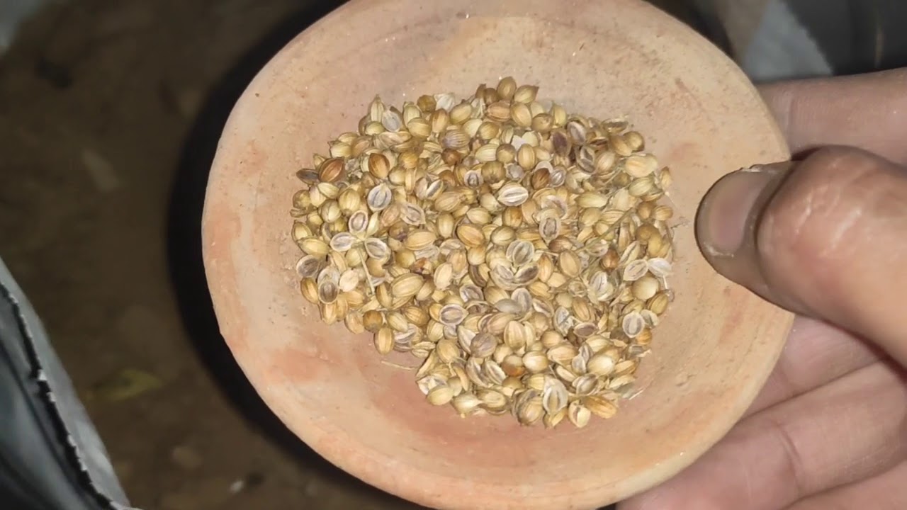 how to make perfect sand for plant's how to grow coriander - YouTube