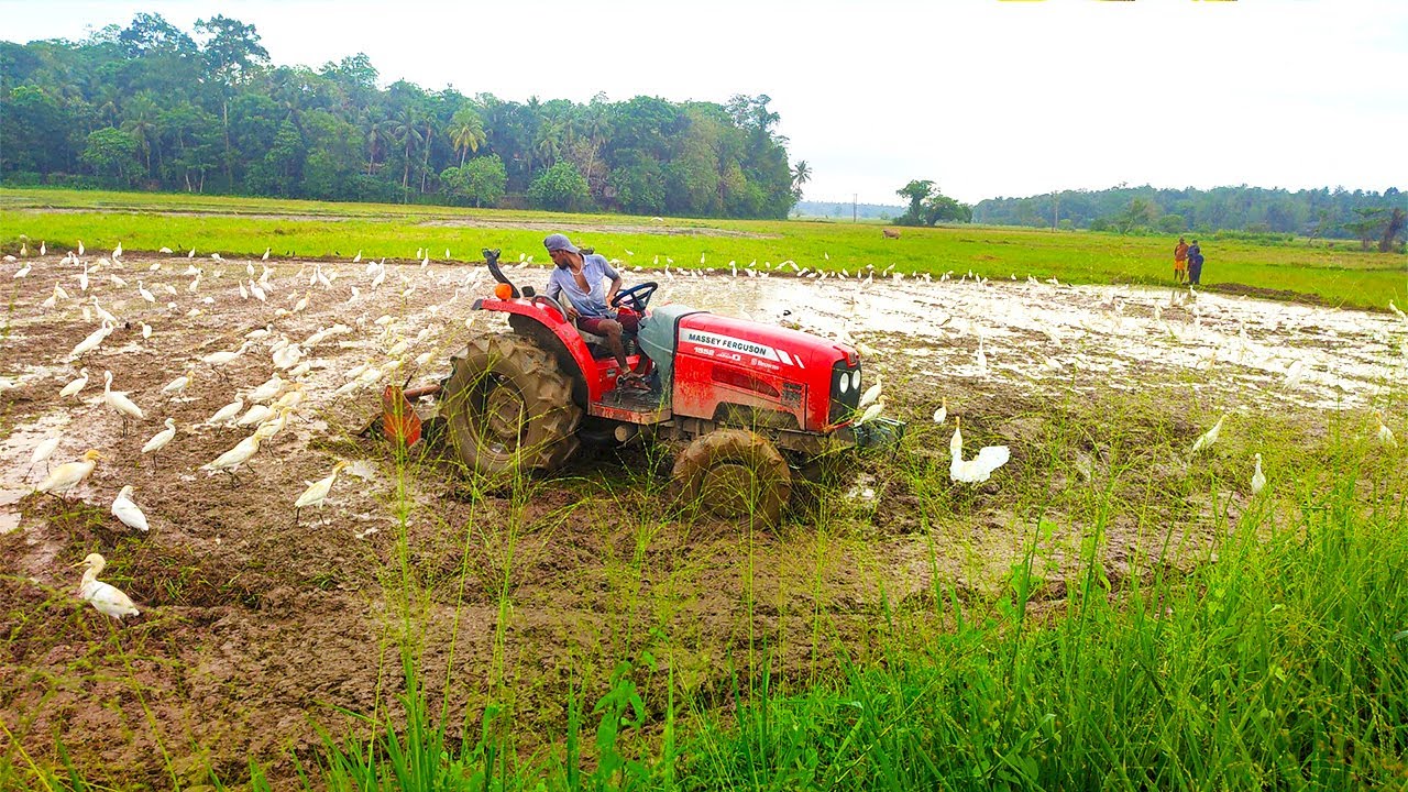 Traditional Paddy Cultivation Sri Lanka | Preparing Padi Fields For ...