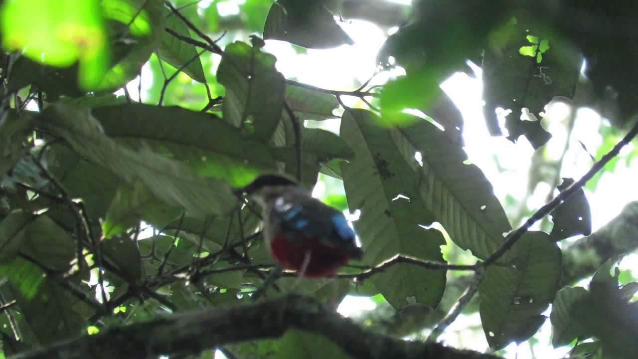 Green breasted Pitta - Pitta reichenowi at Kibale Forest National Park ...