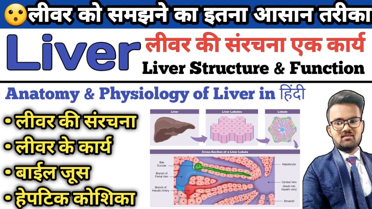 Liver Anatomy and Physiology | Function of Liver | Hepatic Cell | Bile ...