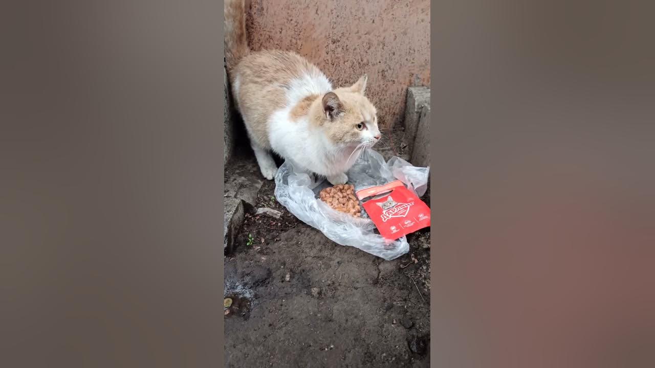 Подбросили к магазину кошку Бывшедомашняя теперь уже бездомная кошка😥