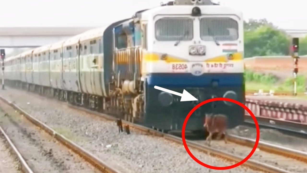 Accident video | train | caught in cctv | save animals - YouTube
