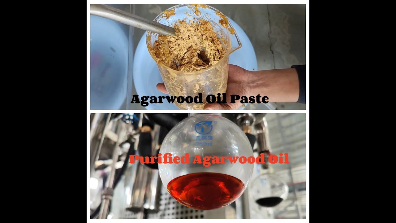 Agarwood Oil Processing Line from Extraction to Purification #agarwood ...