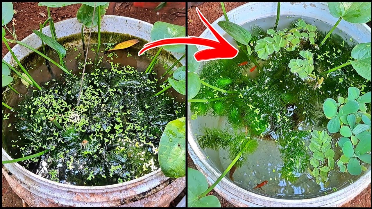 How do I clean my backyard Bucket pond | mini pond maintenance | platy ...