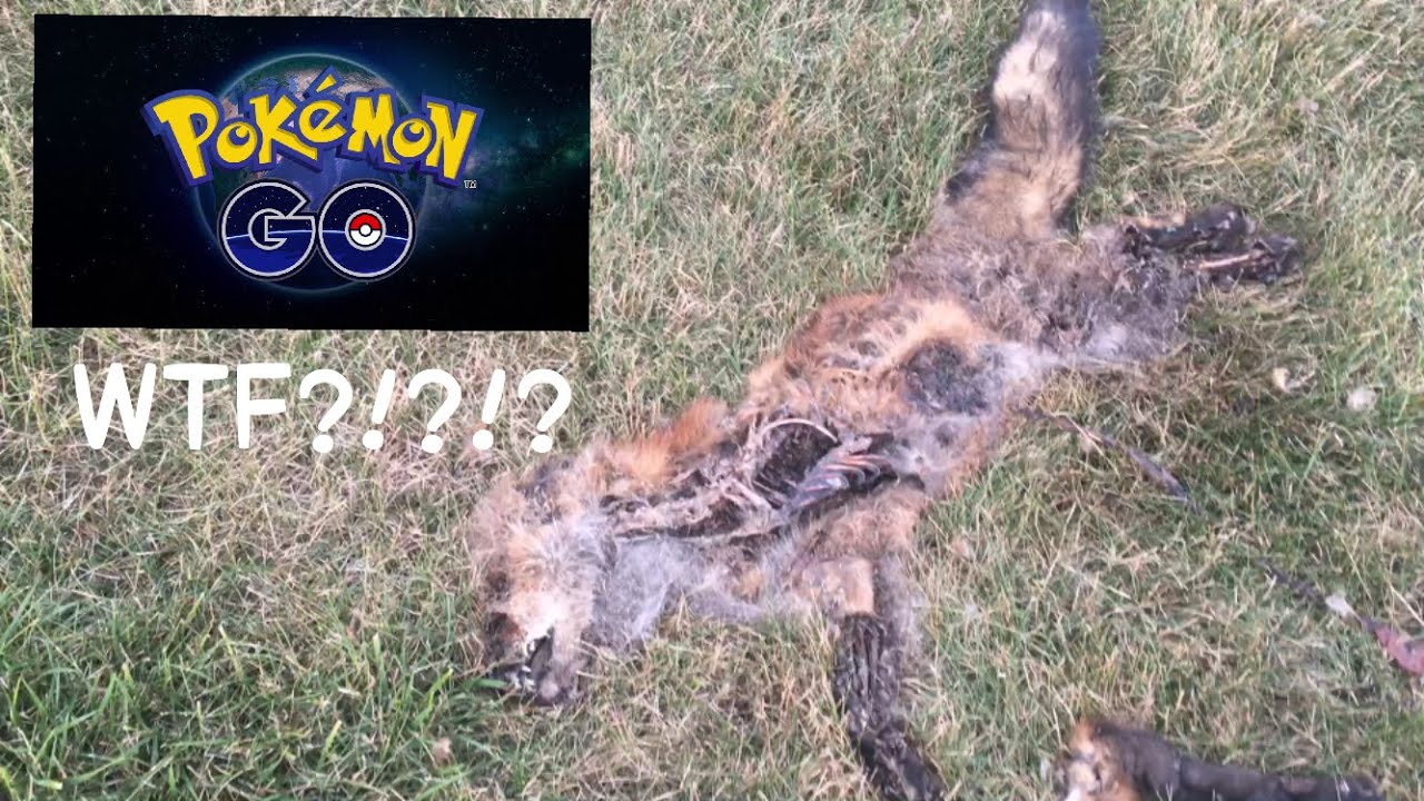 FINDING A DEAD ANIMAL WHILE PLAYING POKEMON GO!!!!!!!!!!!!! - YouTube