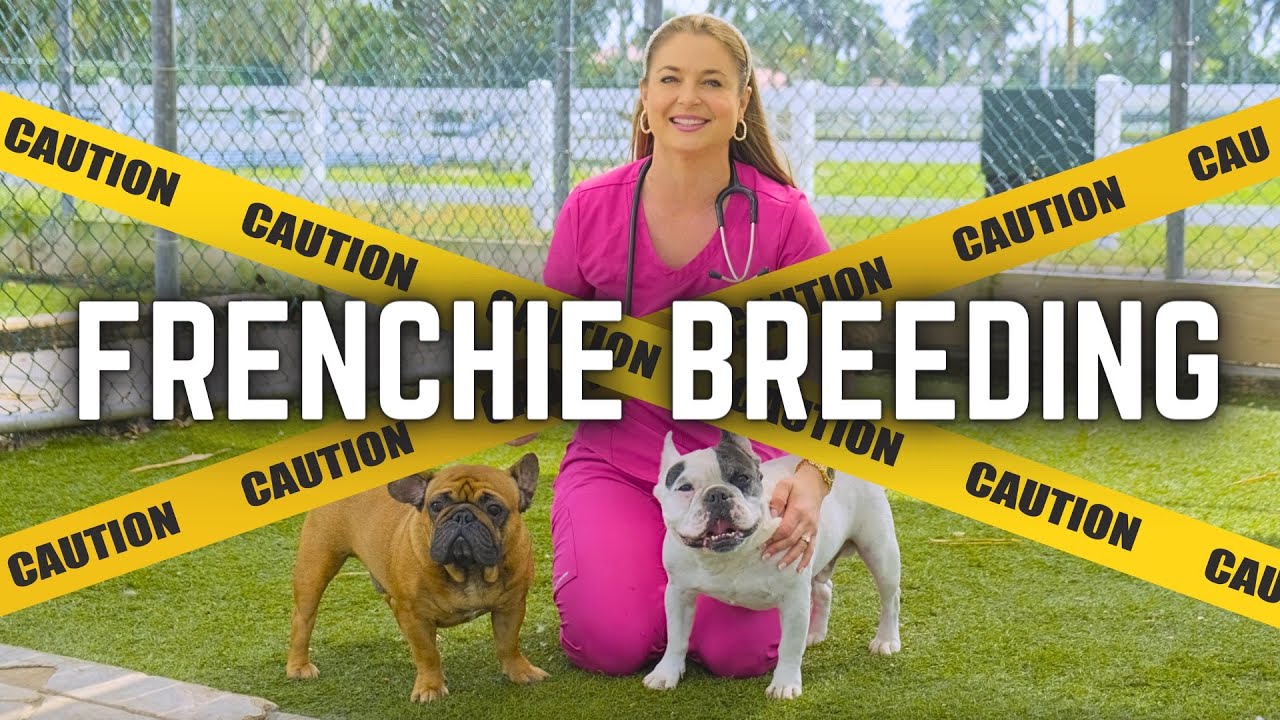 The Top 5 Frenchie Breeding DISASTERS you need to know about! | Vet ...