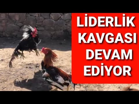 Tavuklarda alışım süreci 50 tavuğum ne durumda tavuklarda mevzu var mı