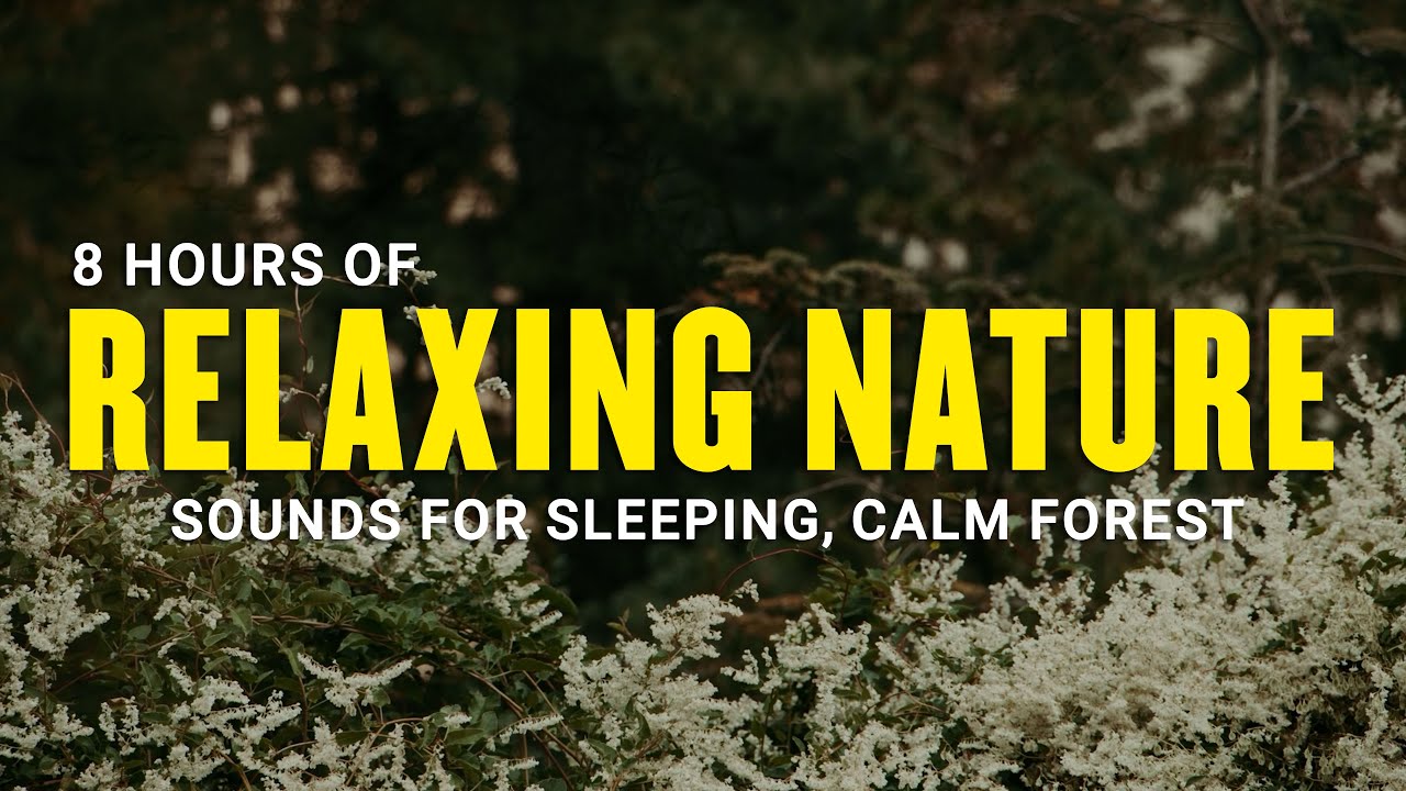 8 hours of Relaxing Nature Sounds for Sleeping | Natural Calm Forest ...