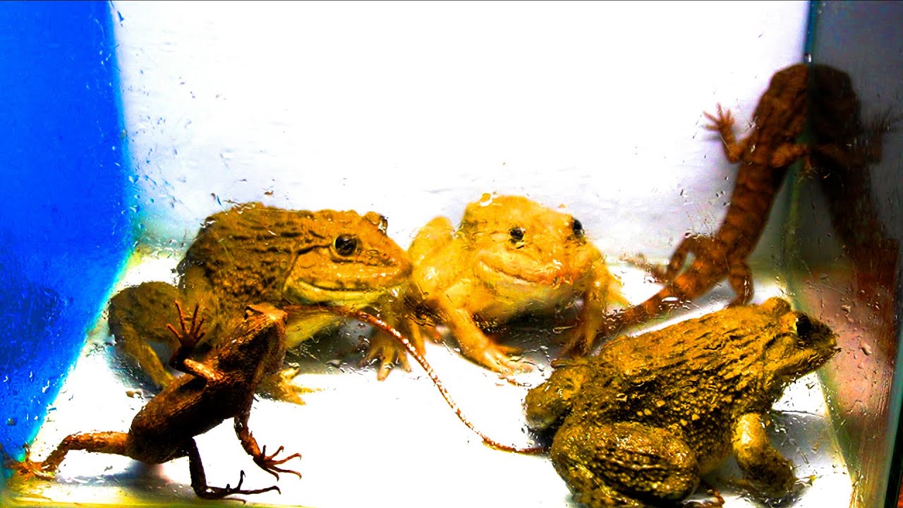 Frogs vs Lizards. What to happen? - YouTube