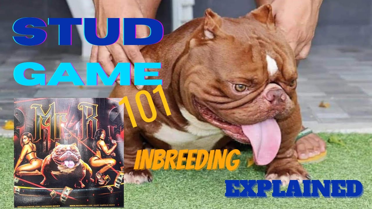STUD GAME 101 AND INBREEDING EXPLAINED. Episode 2 Part 1 - YouTube