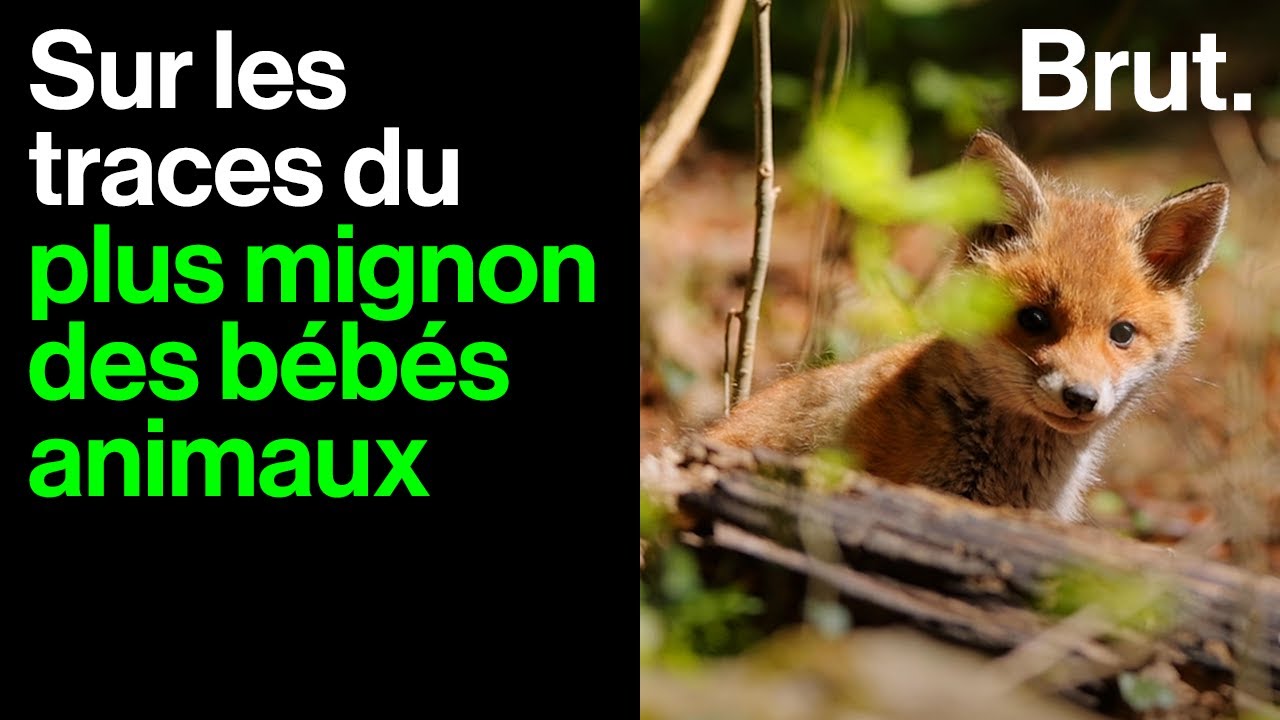 Sur les traces d'une renarde et de ses 9 bébés - YouTube