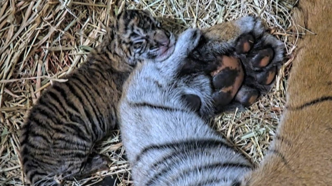 2 Critically Endangered Sumatran Baby Tigers Born at San Diego Zoo ...