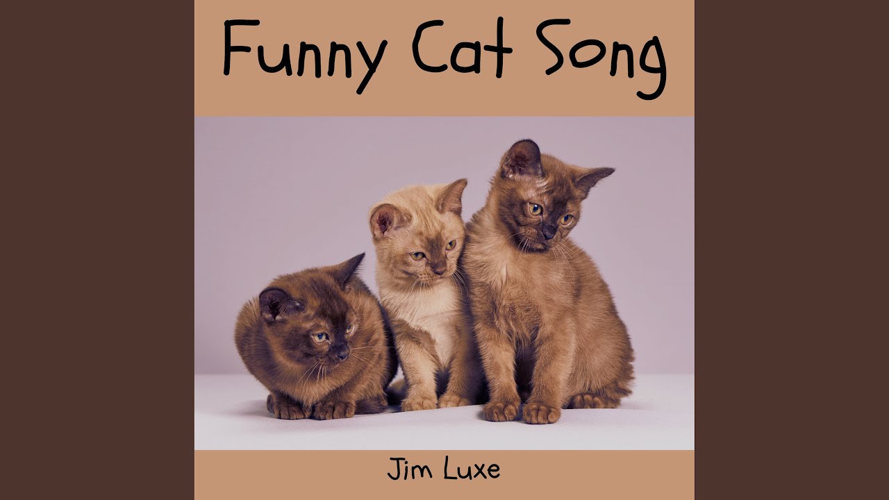 Funny Cat Song - YouTube