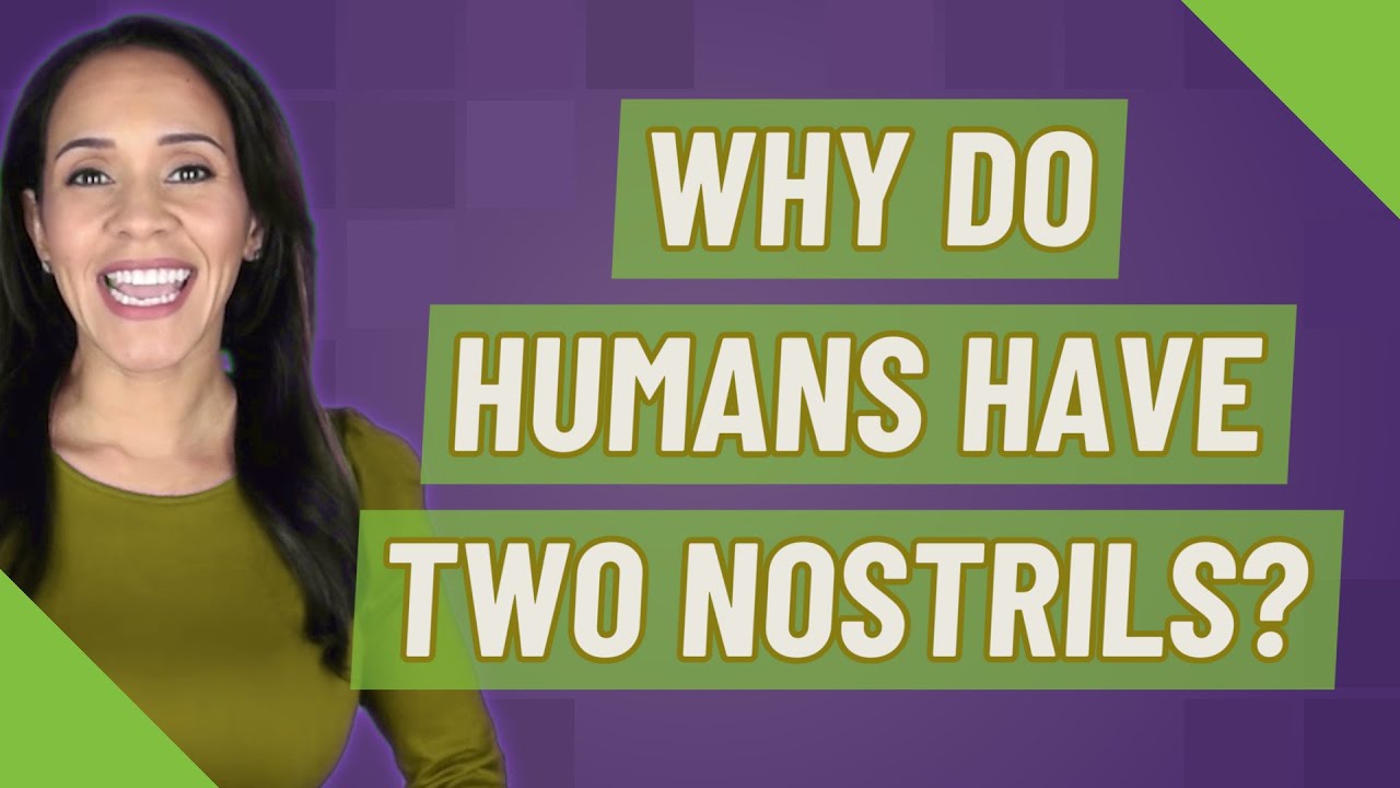 Why do humans have two nostrils? - YouTube