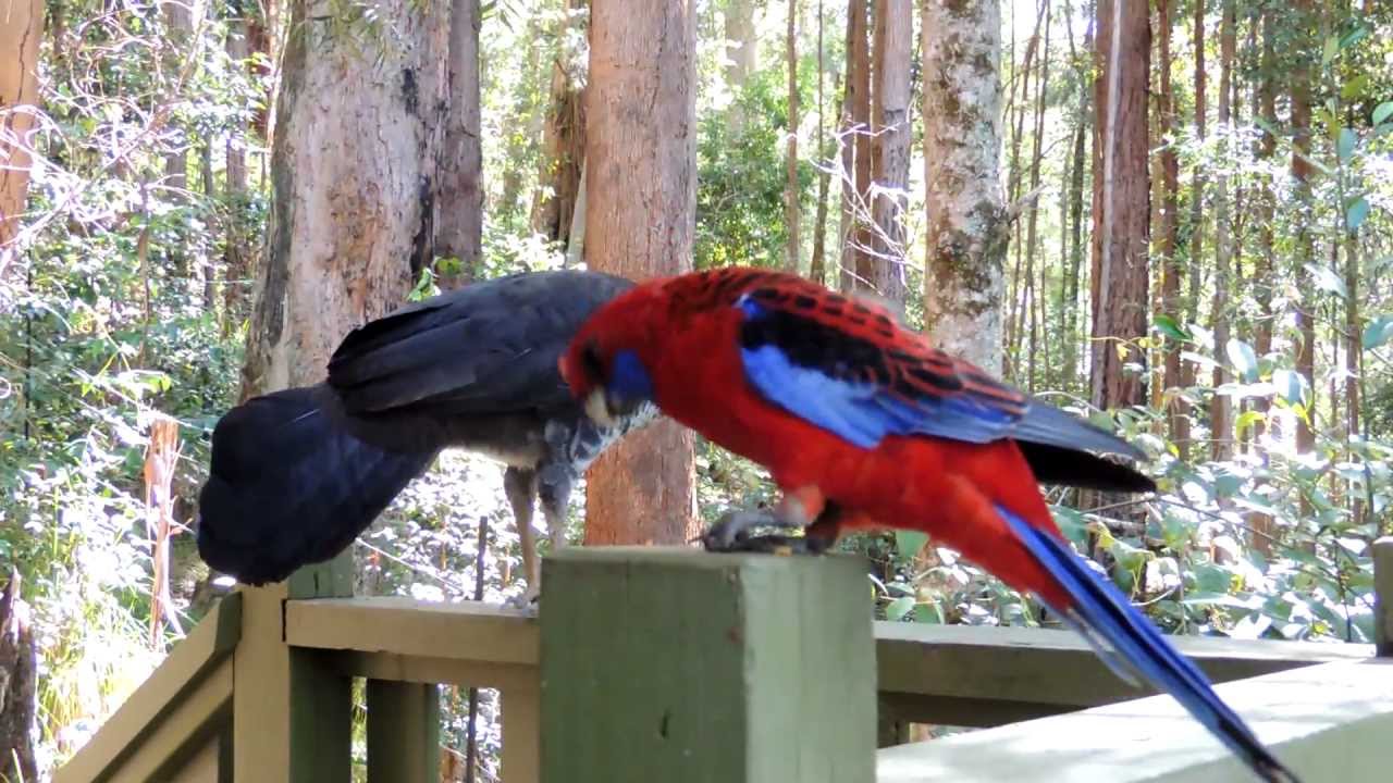 Nikon Coolpix P510 Video : Parrot - YouTube