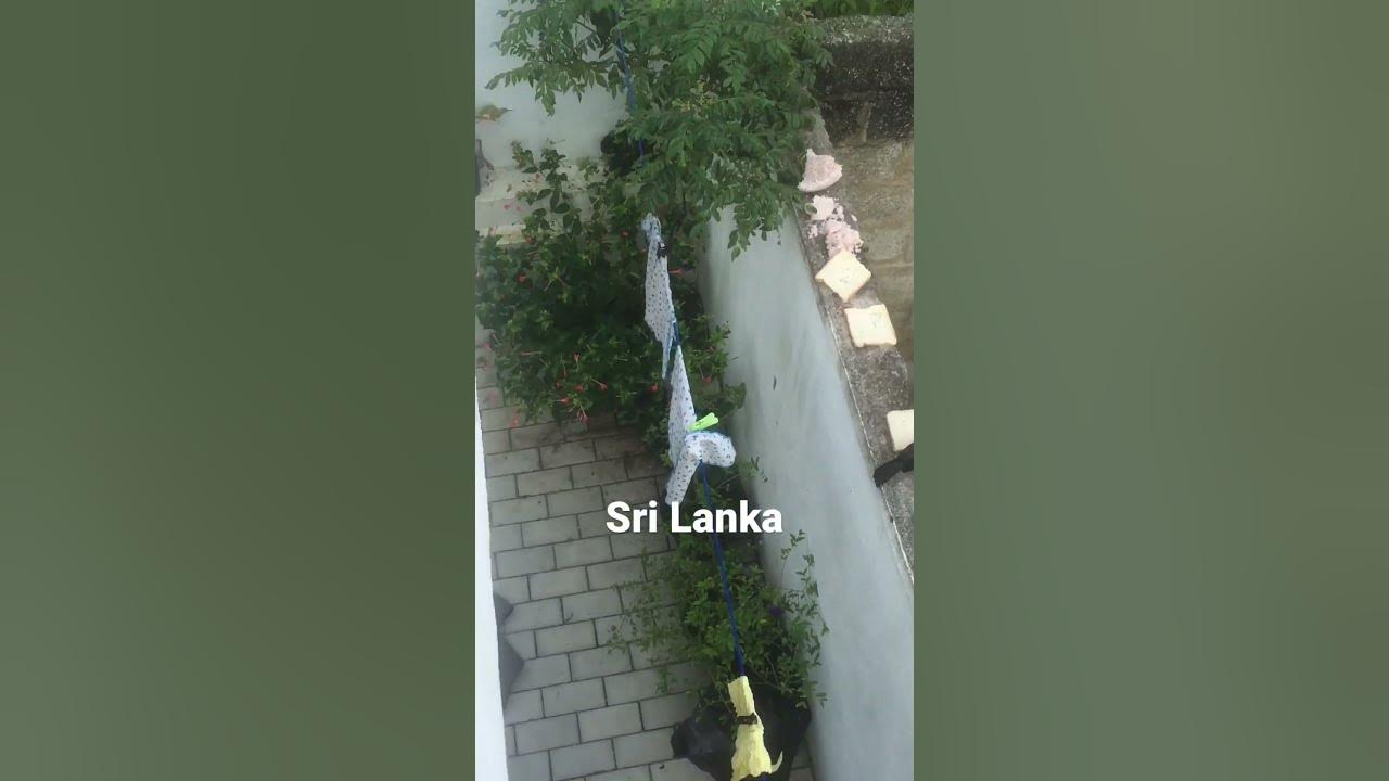 කලු දෙමලිච්චා Youtube