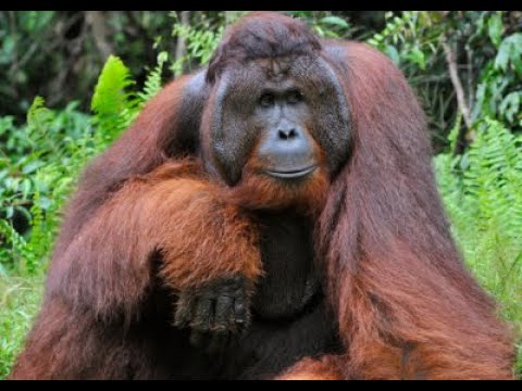 Baby orangutans fighting | आरंगुटान की फाइटिंग | Zoo fighting | Animals ...