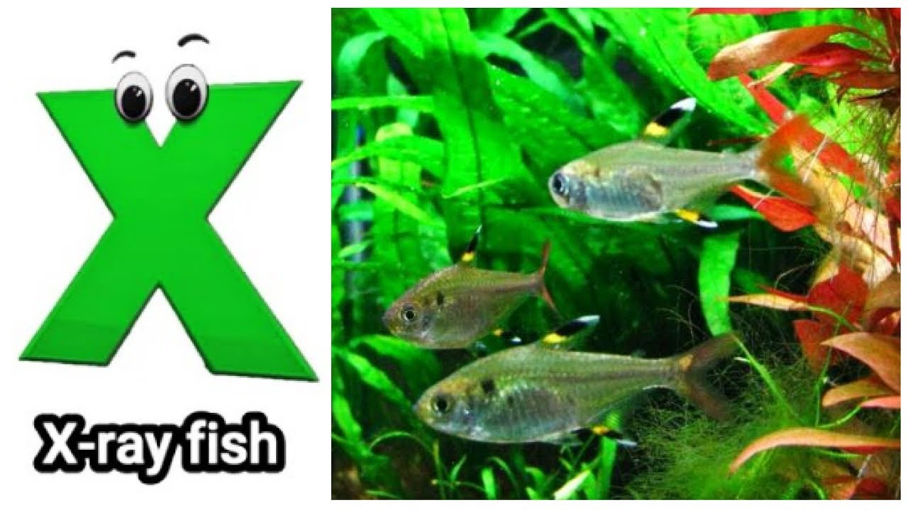 ABC Song | Sea Animals ABC Song | Phonics for Kids | Learn ABC, Baby ...