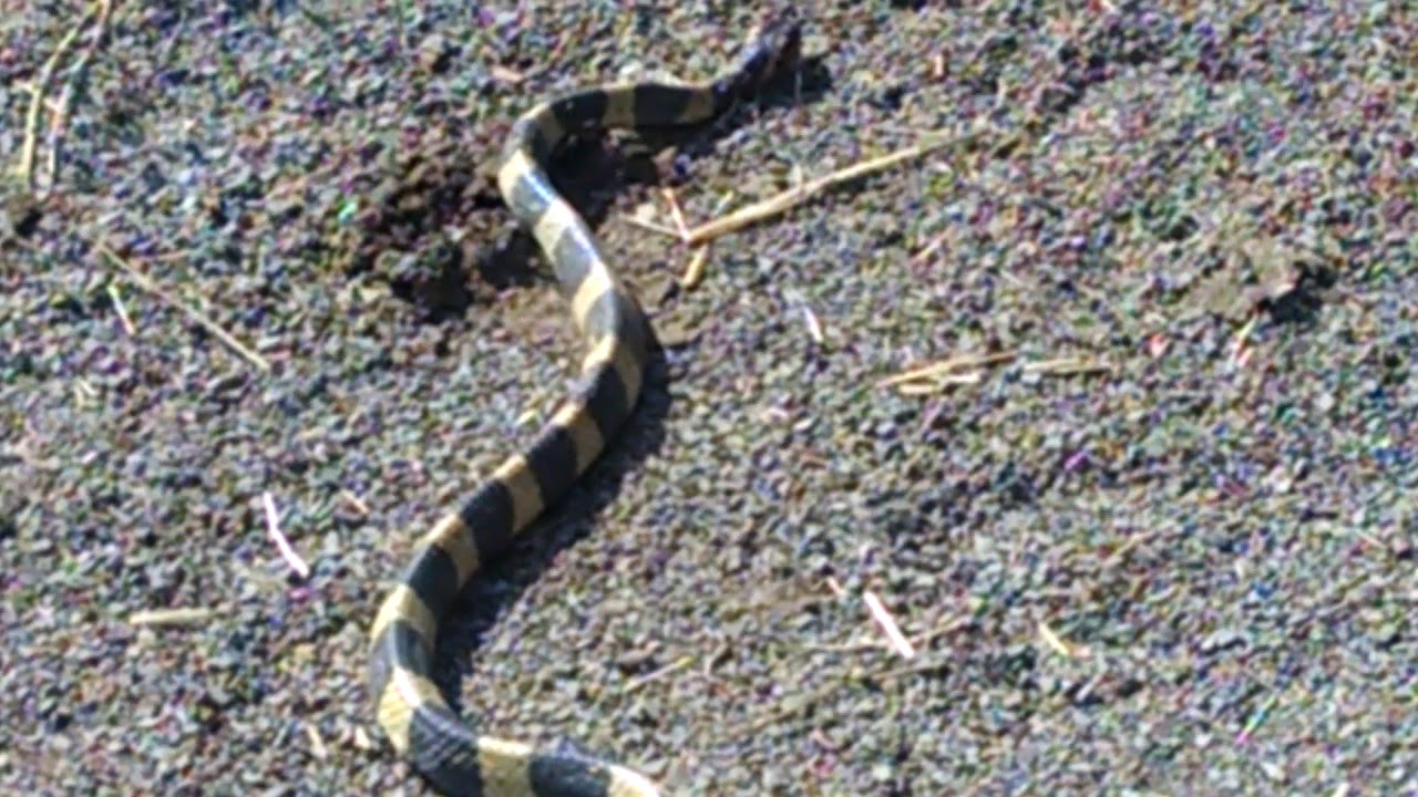 Ahiraj snake - YouTube