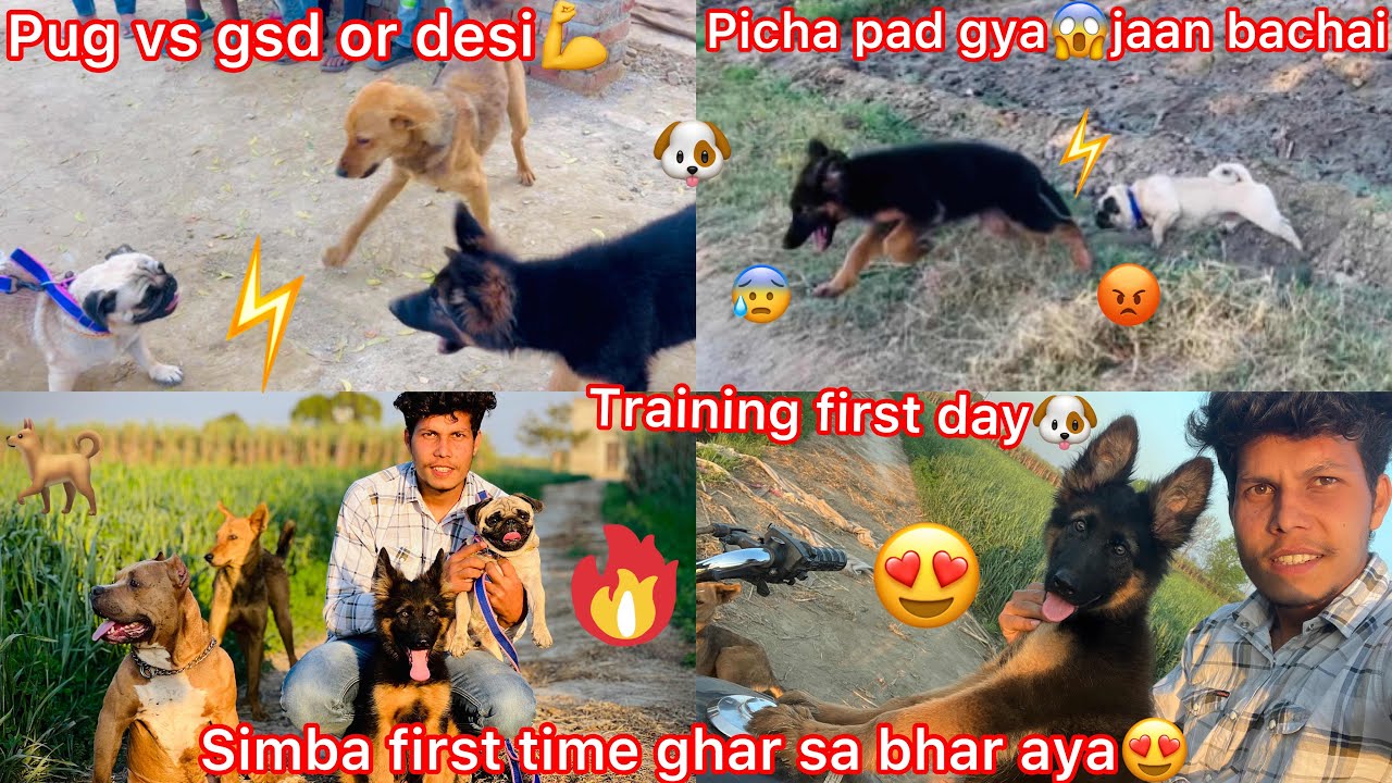 Simba First Time Ghar Sa Bhar Nikla😍New Dogs Sa Mila🐶|| Pug Dog Picha ...
