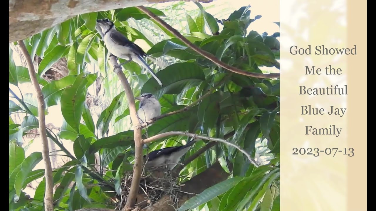 God Showed Me the Beautiful Blue Jay Family || GOD'S CREATIONS - YouTube
