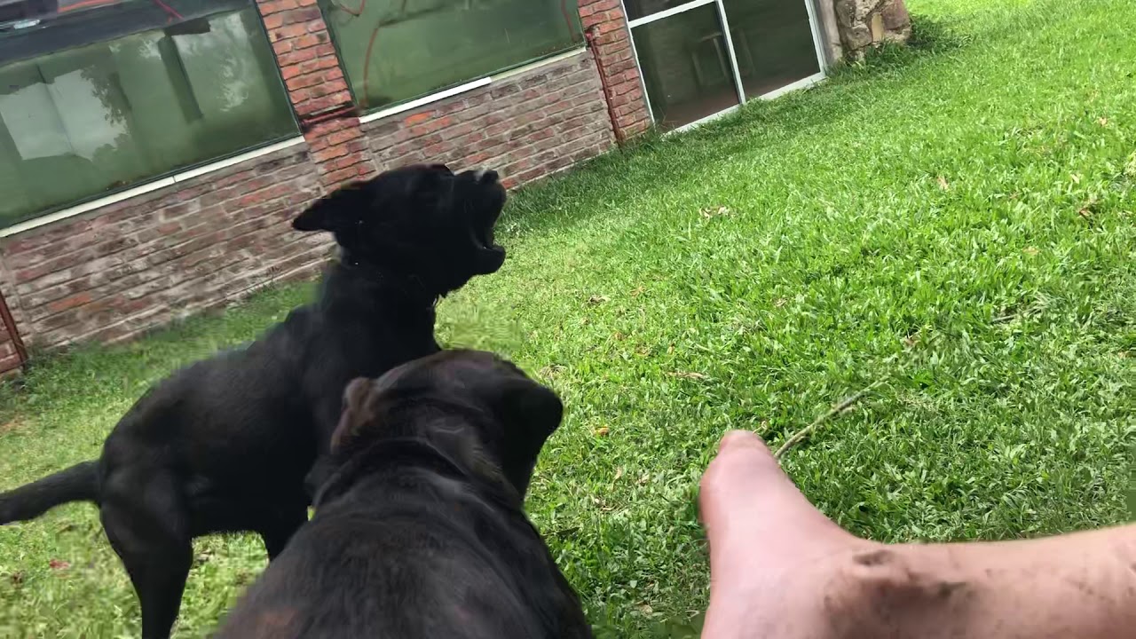 Rottweiler cruza mastin napolitano vs ladrador - YouTube