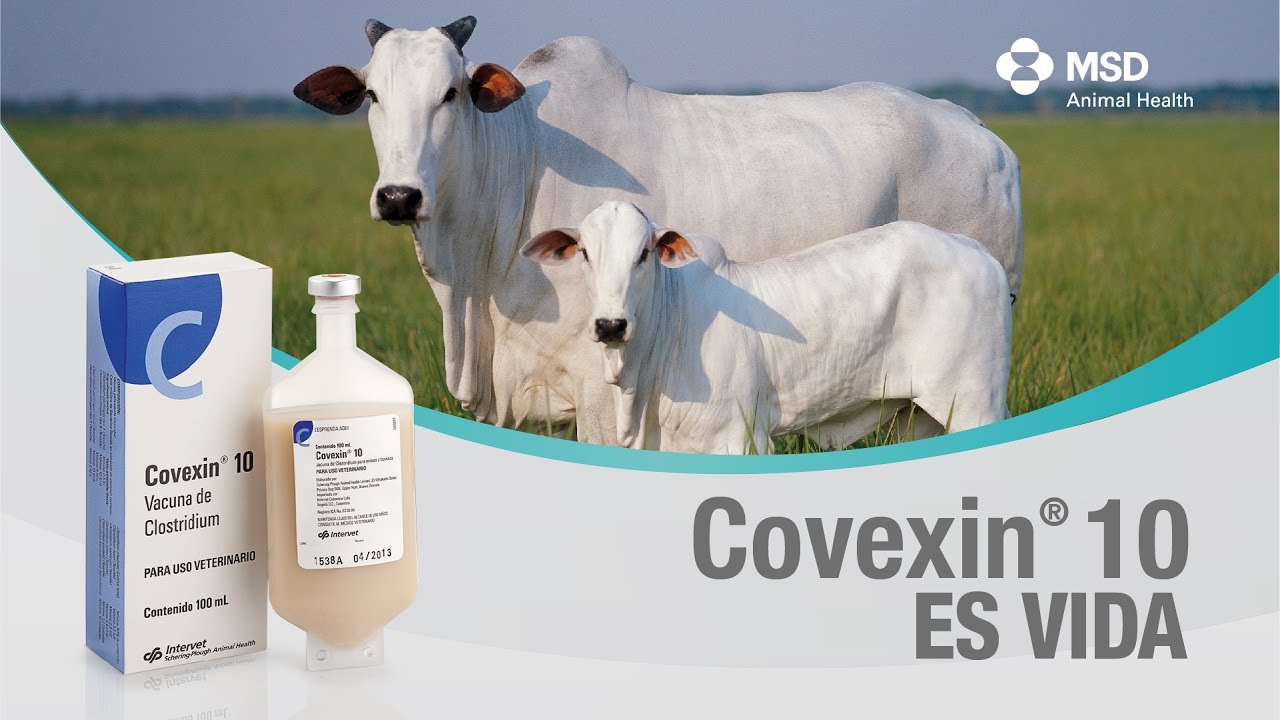 Covexin 10 es la Vacuna que le da Vida a su Ganado - TvAgro por Juan ...
