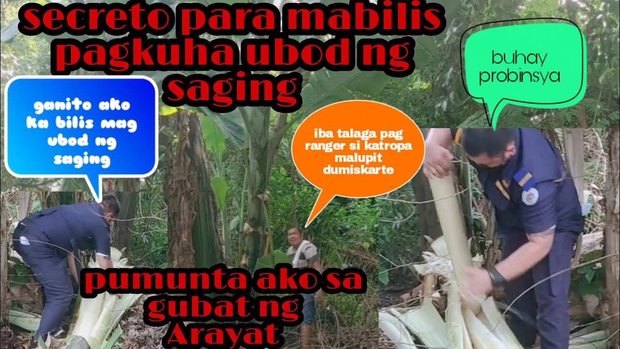 Pagkuha ubod ng saging sa gubat - YouTube