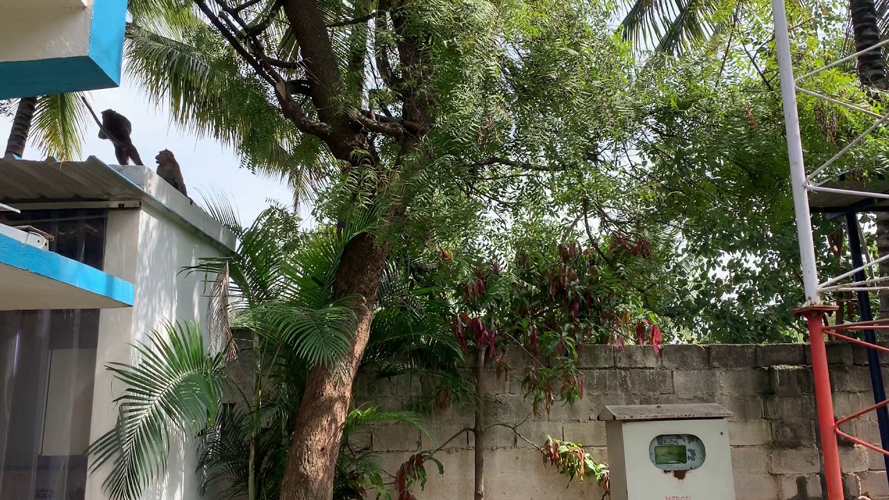 Monkeys in Bangalore! - YouTube