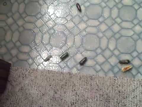 hexbug nano swarm - YouTube