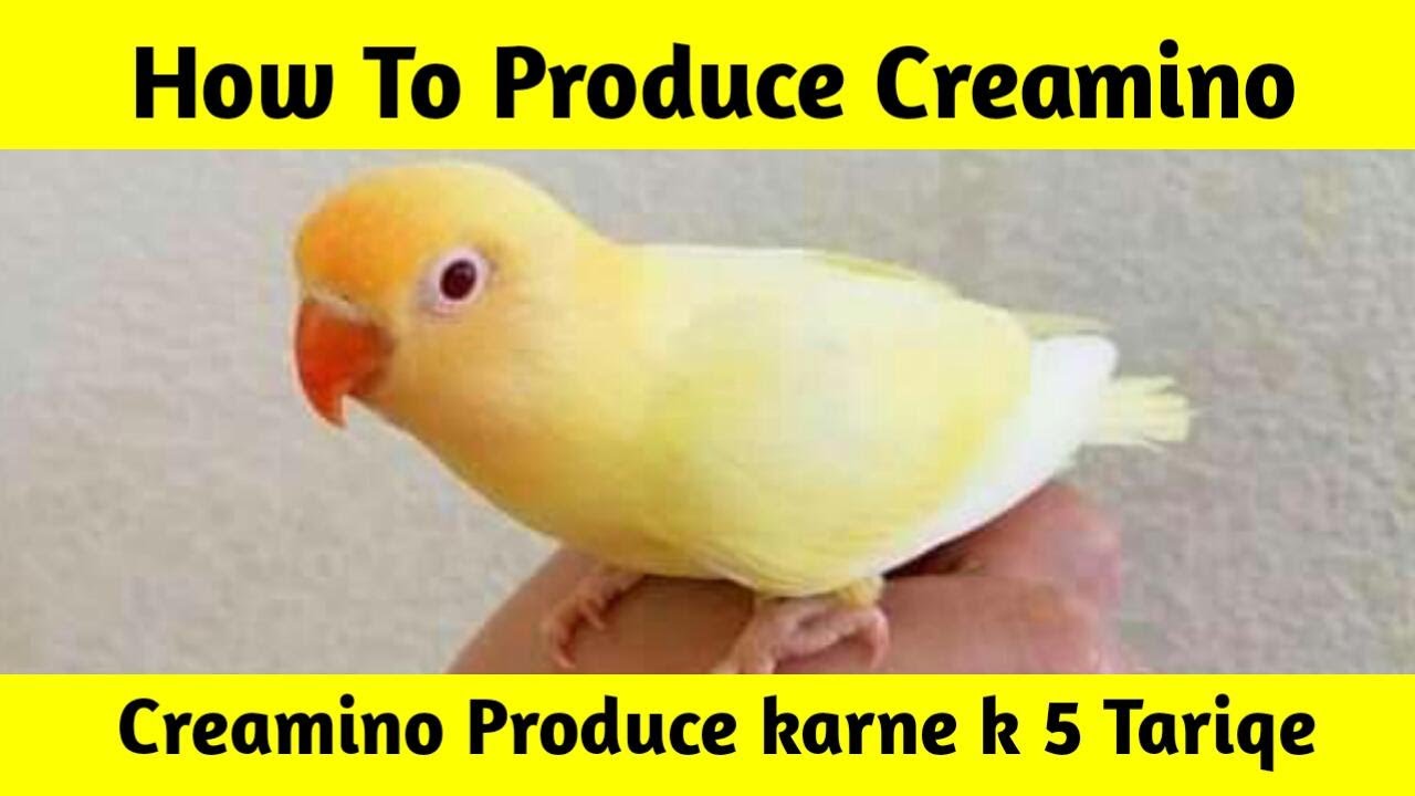 How to produce creamino | creamino kasa produce krta han | 5 ways to ...