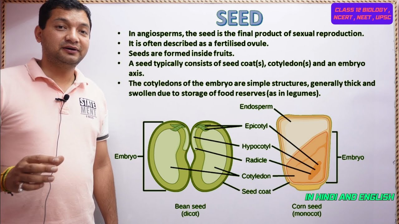 SEED & FRUIT , CLASS 12 CBSE , NEET ,UPSC - YouTube