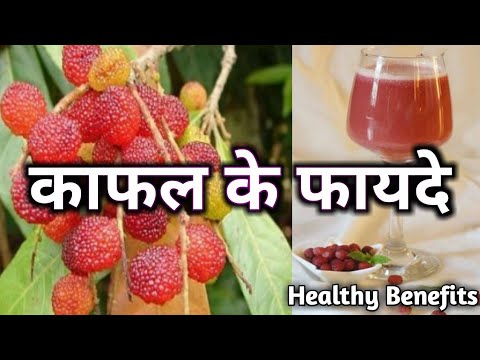 Kafal के फायदे | Healthy benefits of Kafal | Uttarakhand fruit | - YouTube