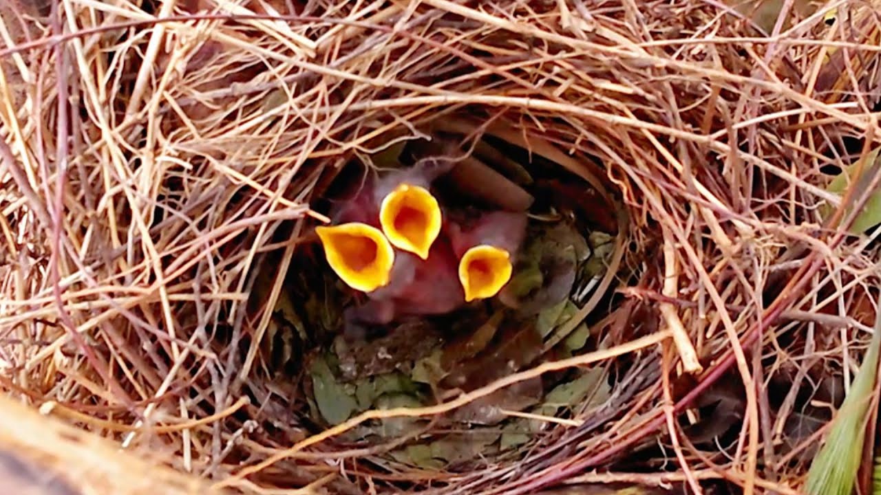 Little Birds Calling Out for Their Parents! - YouTube