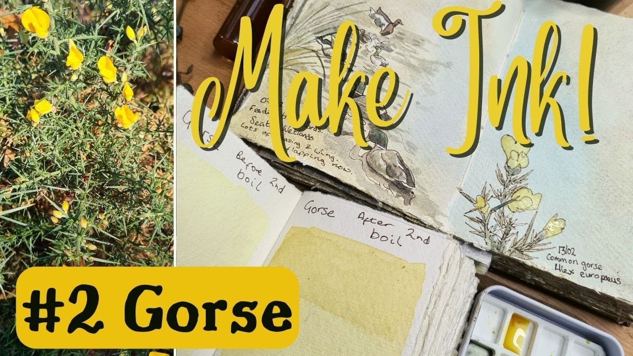How to make botanical ink with gorse flowers - YouTube