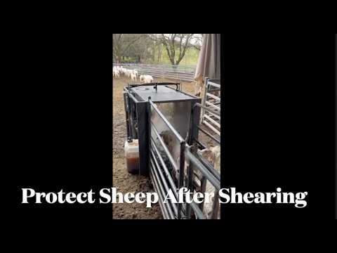 Thermoskin Sprayed on Sheep To Protect Them After Shearing - YouTube