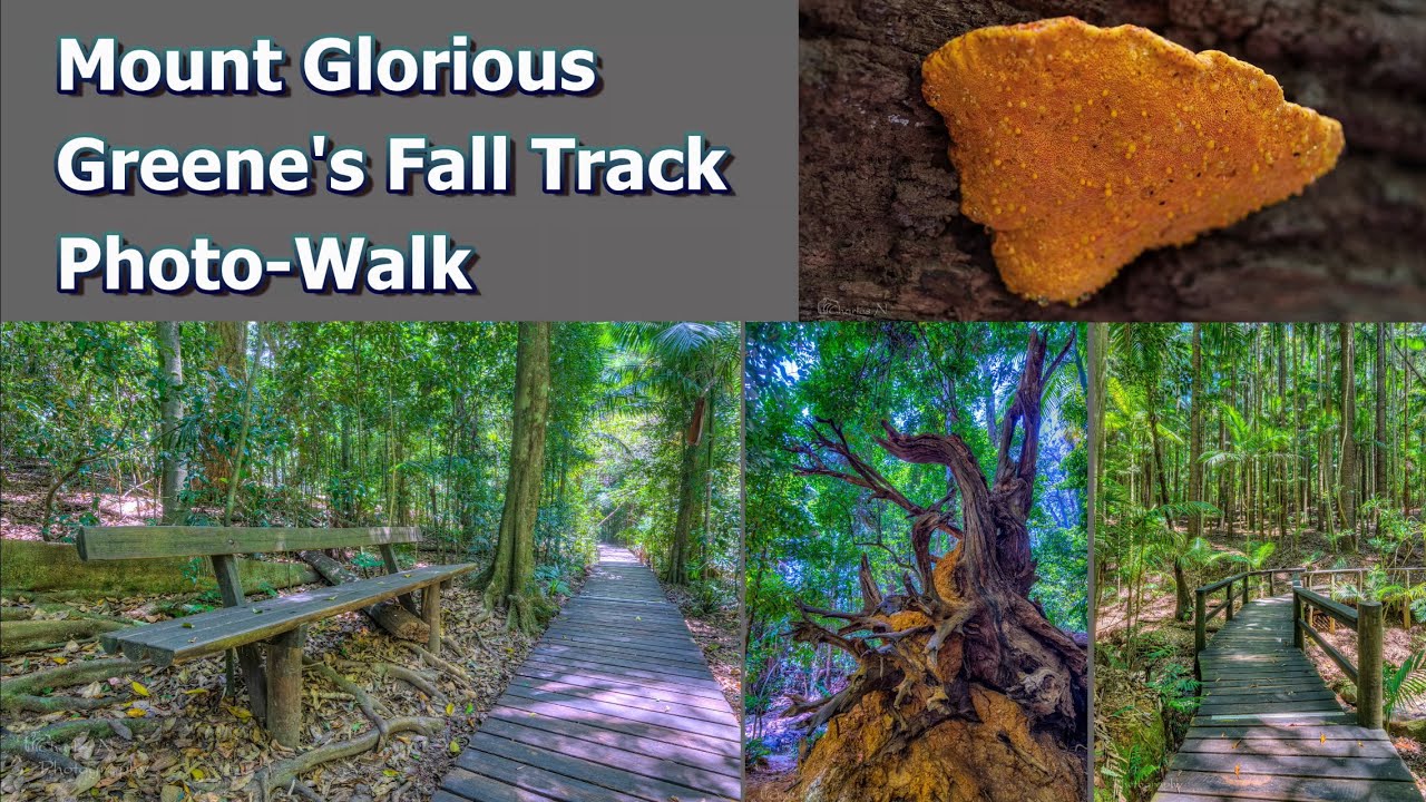 Mount Glorious – Greene’s Falls Track Photo-walk - YouTube