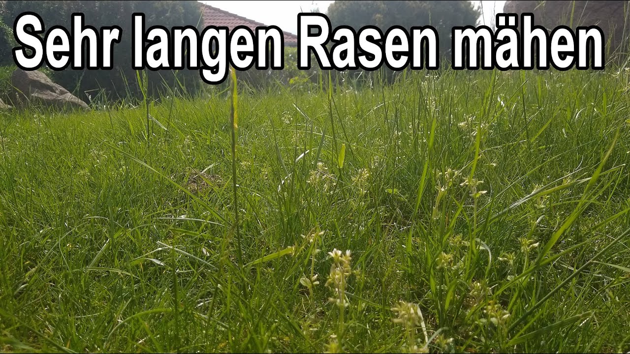 Langen & hohen Rasen richtig mähen Anleitung & Tipps - YouTube