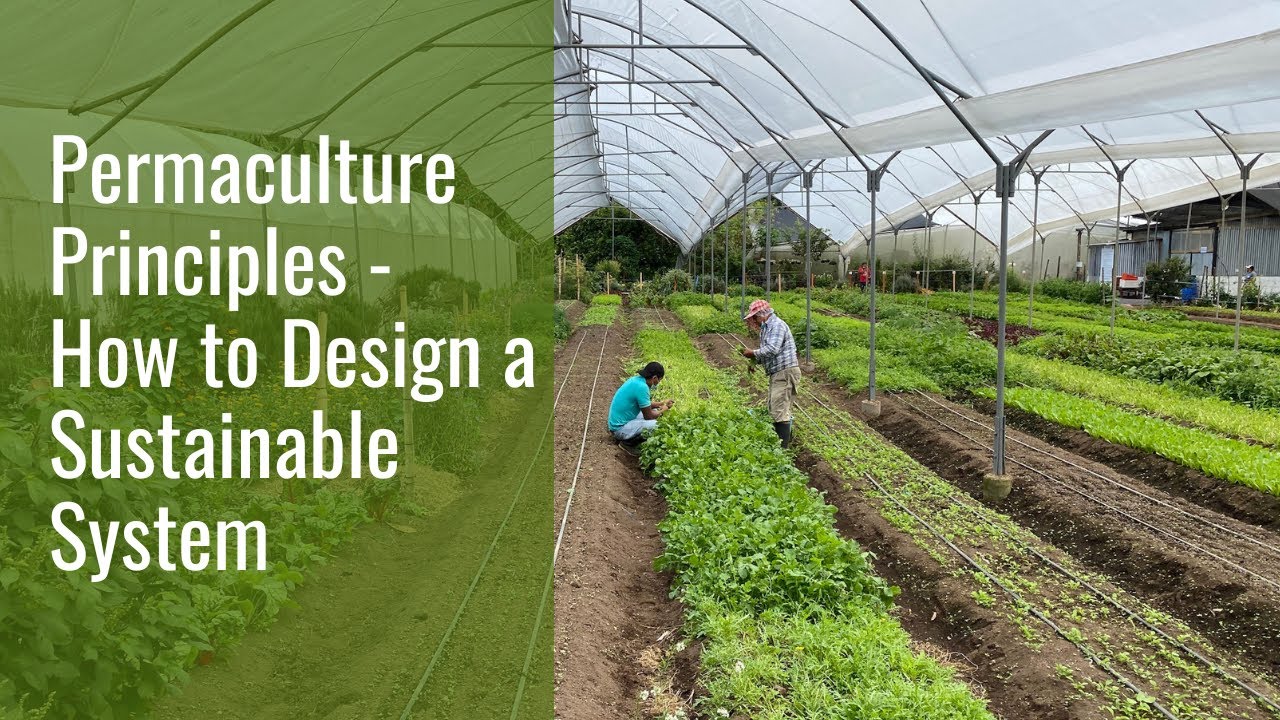Permaculture Principles How to Design a Sustainable System on your Own ...