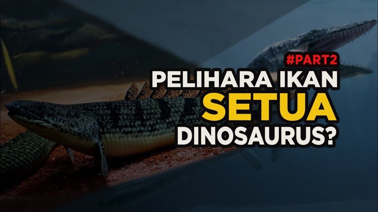 MASIH GREBEK KOLEKTOR IKAN KUNO ZIDAN, ADA ANAKNYA JUGA! - YouTube