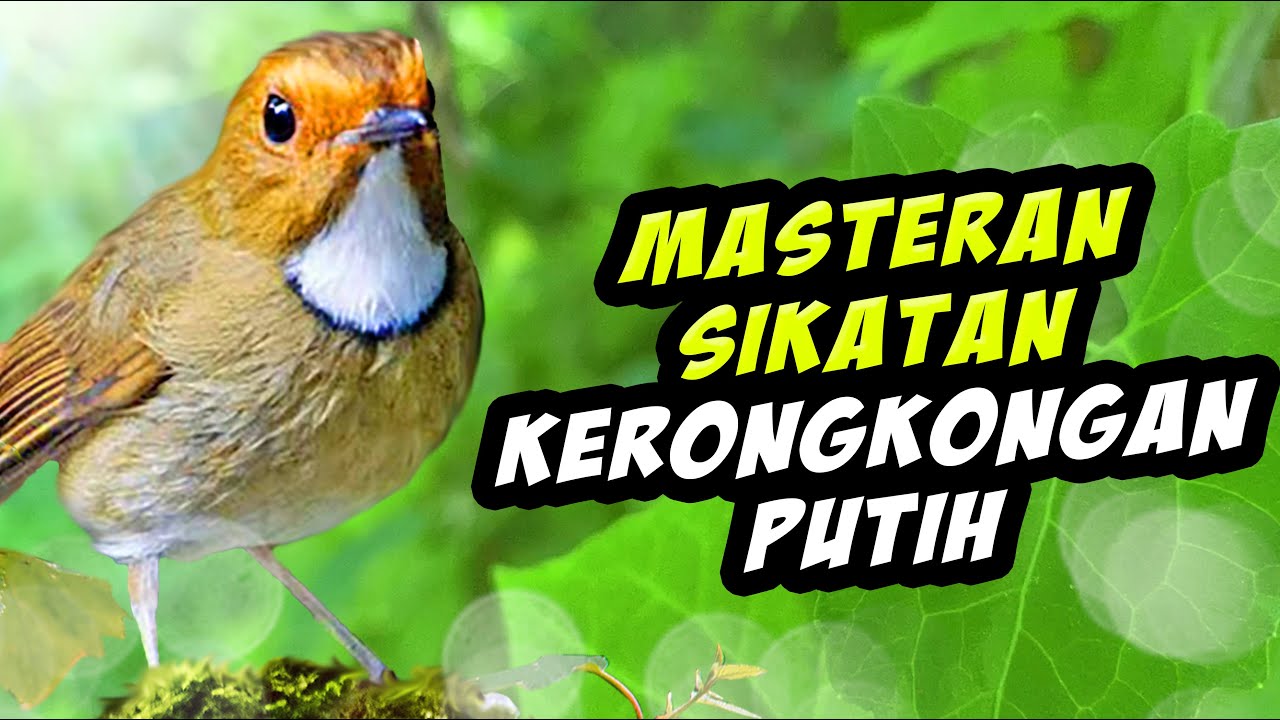 Masteran dan pancingan burung sikatan kerongkongan putih & video ...