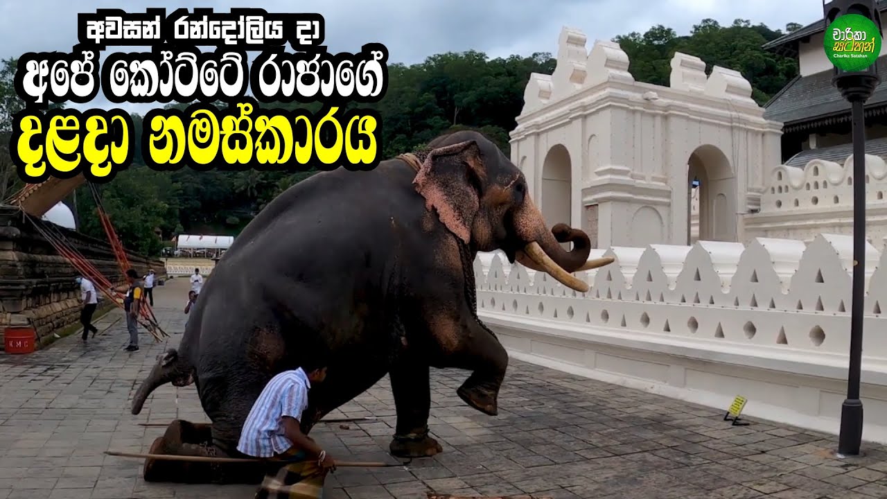 Tusker Kotte Raja Worshiping Temple of Tooth - කෝට්ටේ රාජාගේ දළදා ...