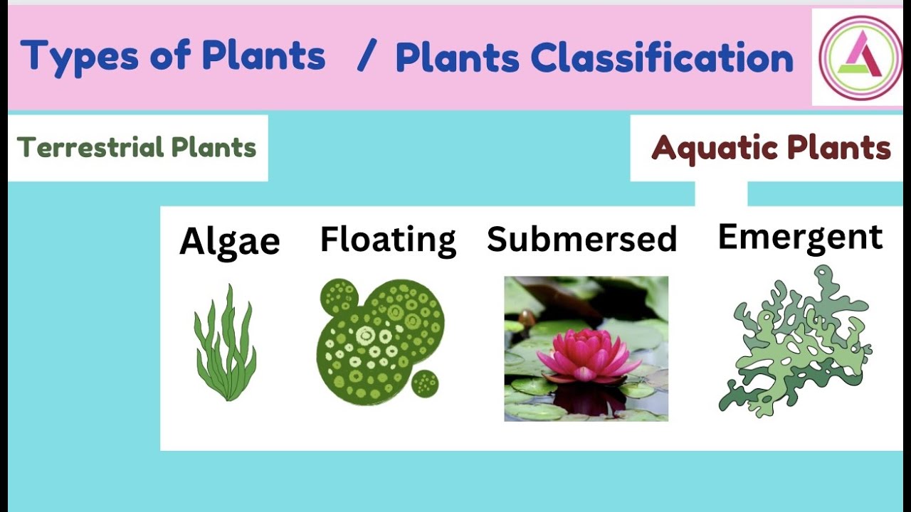 Types / Classification of Aquatic Plants 🪷 Water Plants #aquaticplants ...