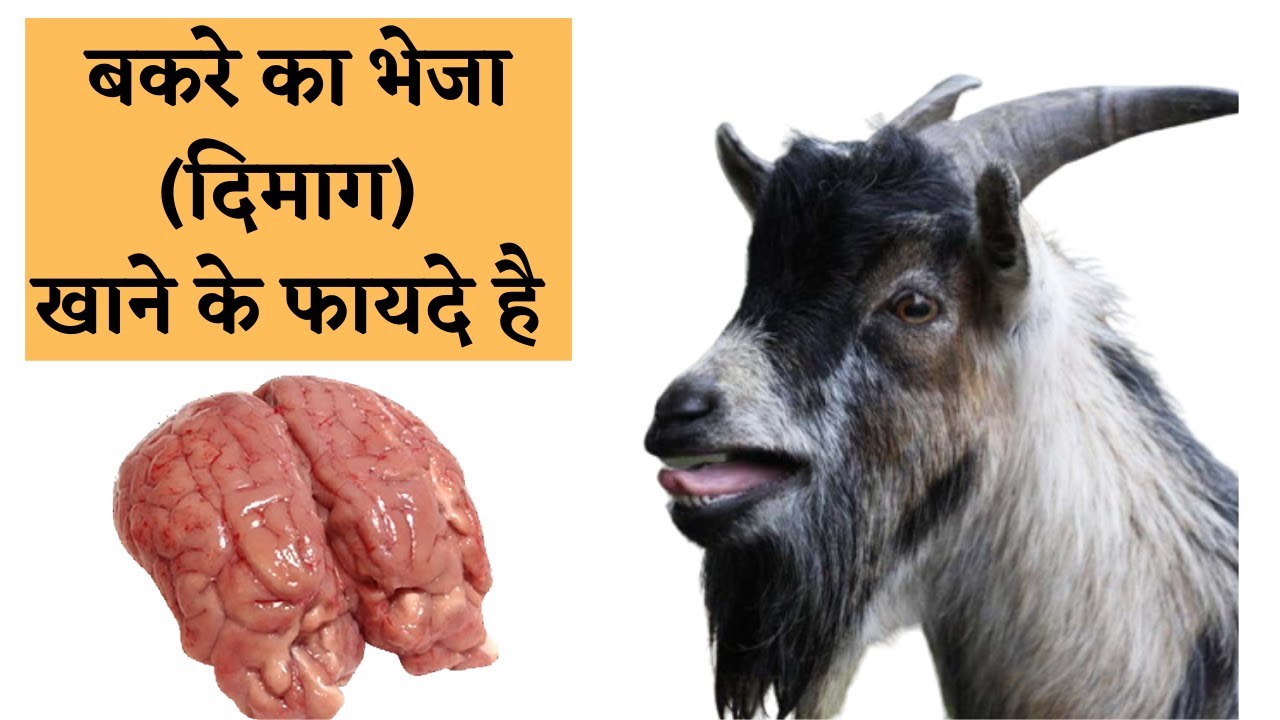बकरी का दिमाग खाने के जबरदस्त फायदे | goat brain health benefits in ...