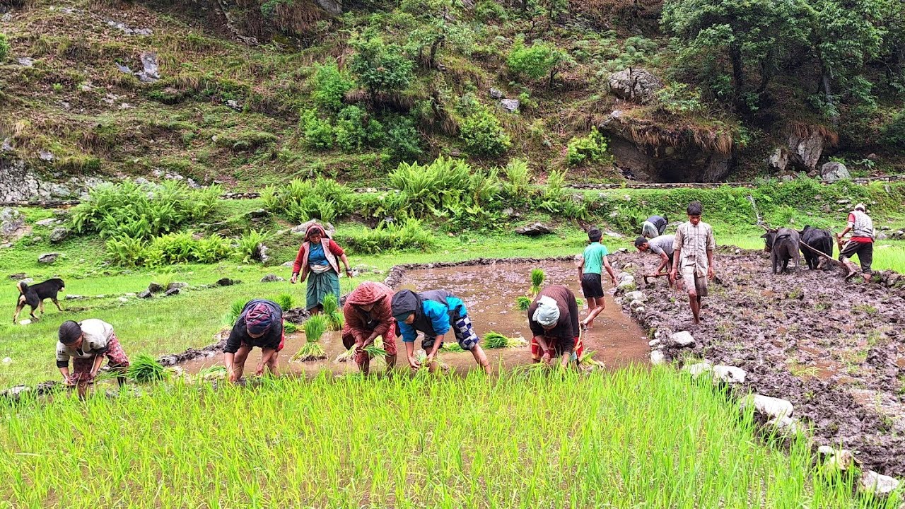 Traditional Rice Farming in Nepali Mountain Village | Paddy Farming in ...