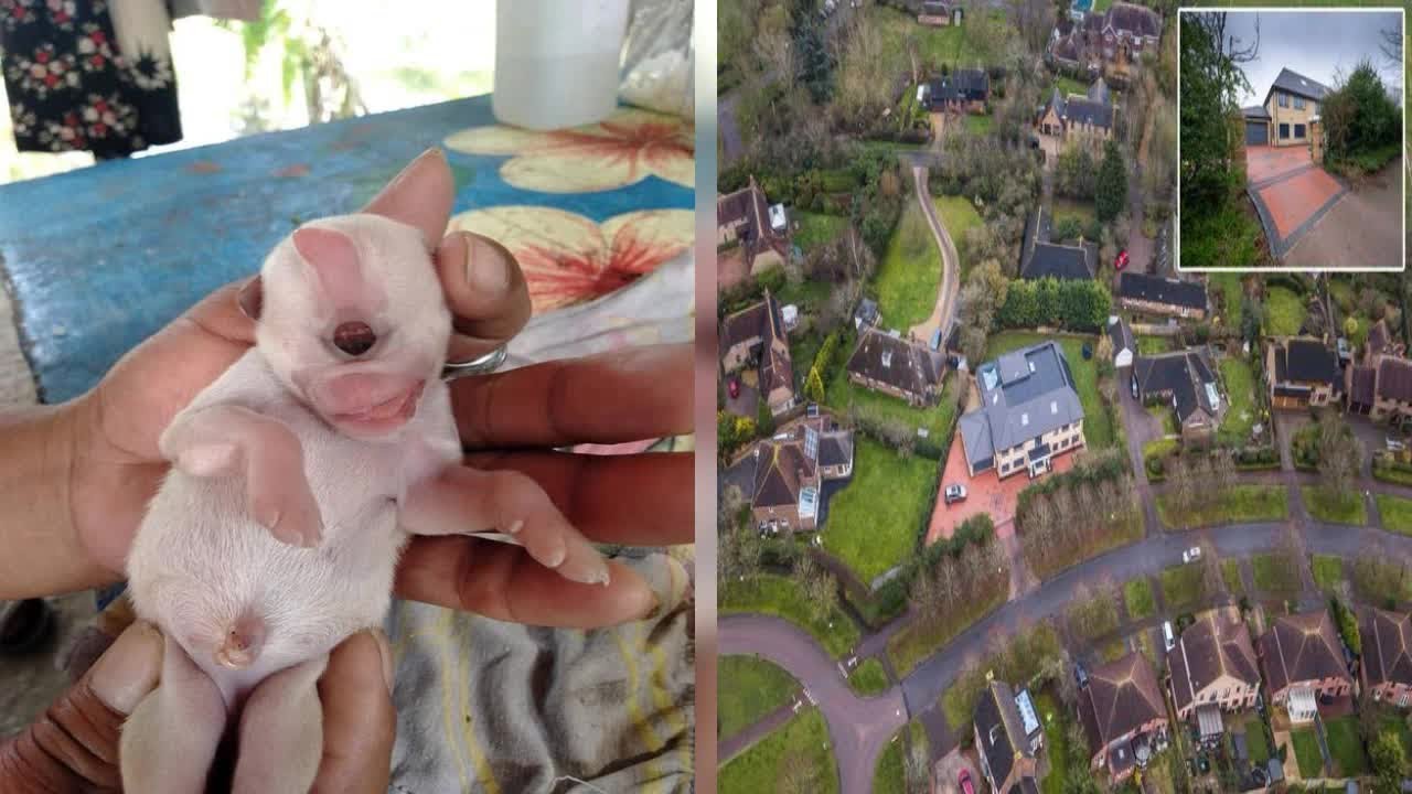 Puppy hailed real-life cyclops after being born with one eye in middle ...