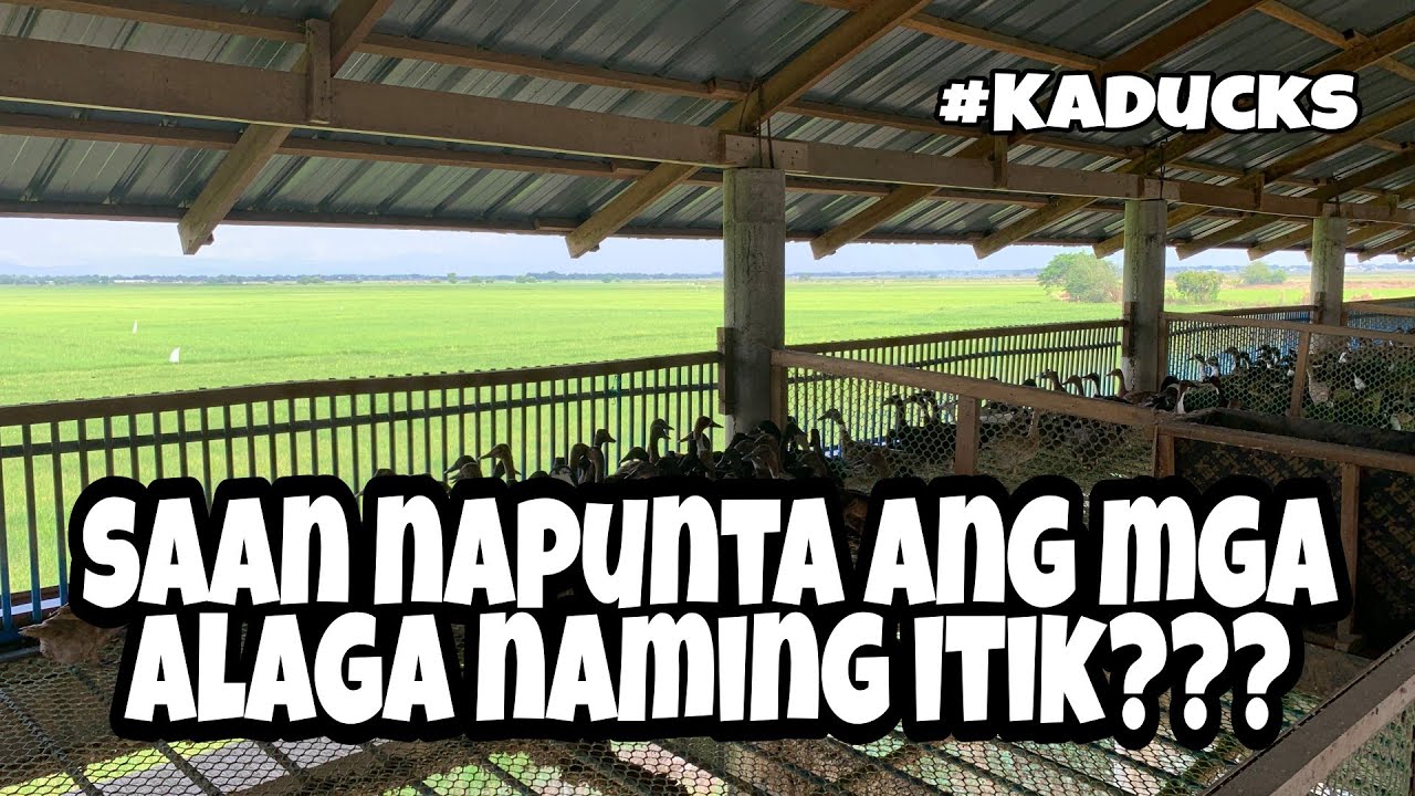 EP72 - SAAN DINADALA ANG MGA ITIK NA TINANGGAL SA POULTRY??? #kaducks ...