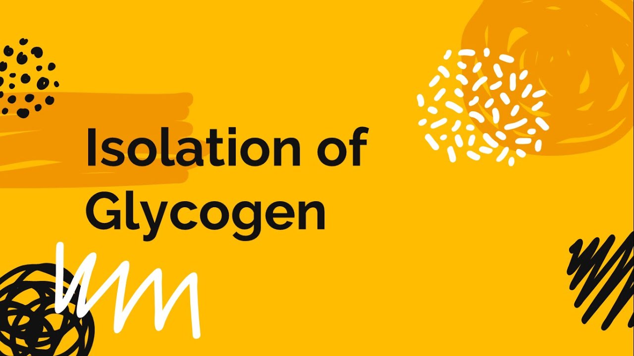 Isolation of Glycogen - YouTube